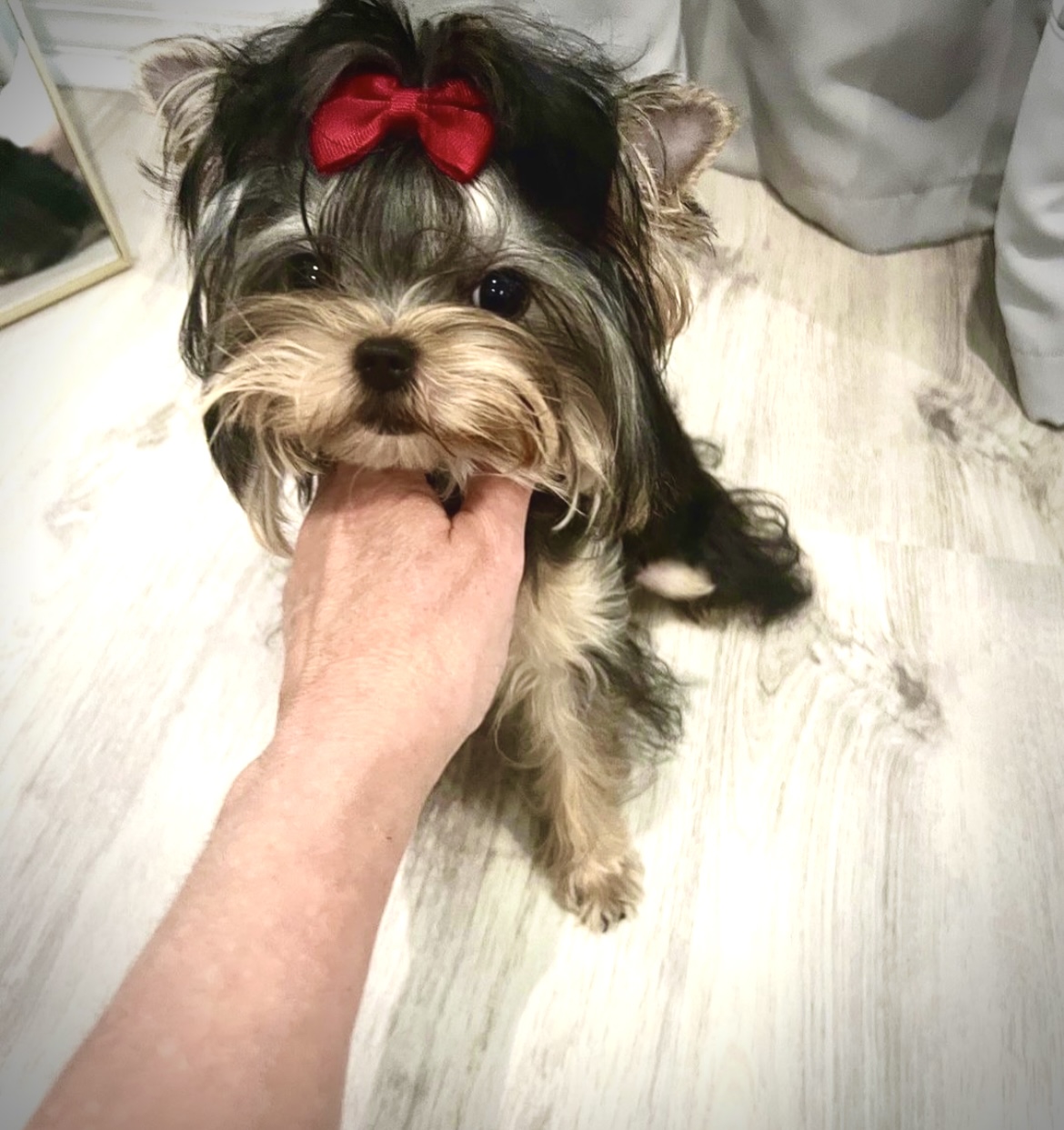 Princess Valentina - A gorgeous Yorkie representation of a wide eye set ...